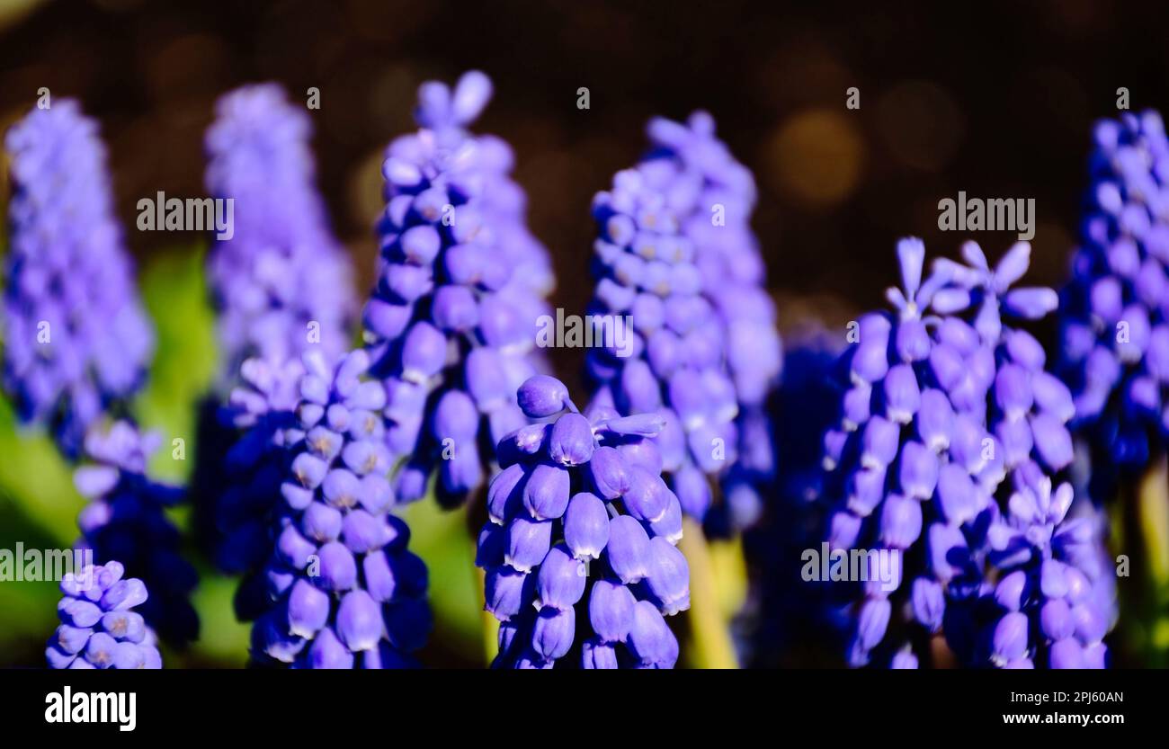 Grape Hyacinth purple blue flower macro. Muscari botryoides. bright sunlight. blooming early ...