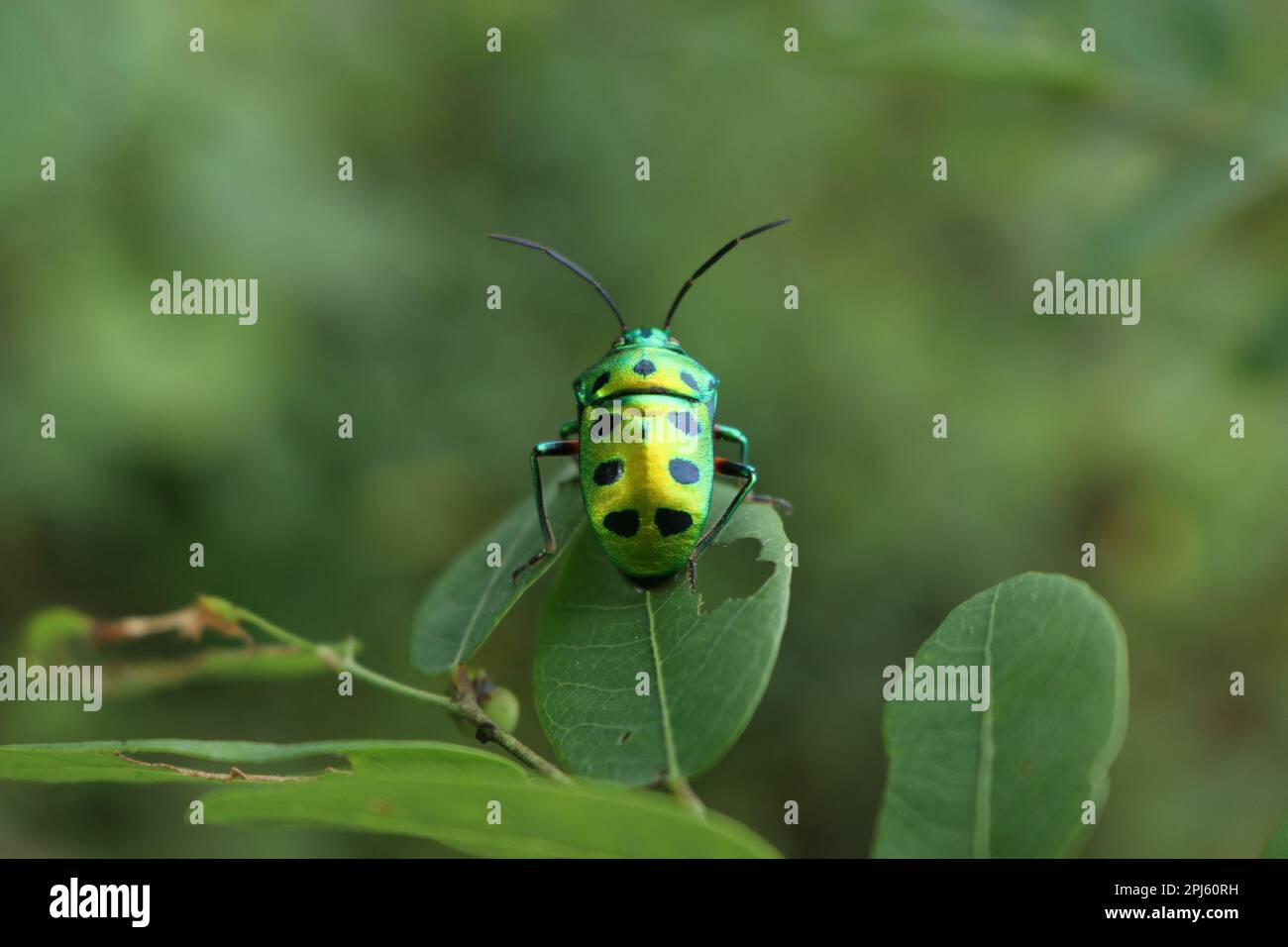 A vibrant green beetle on a lush green leaf, its antennae and legs ...