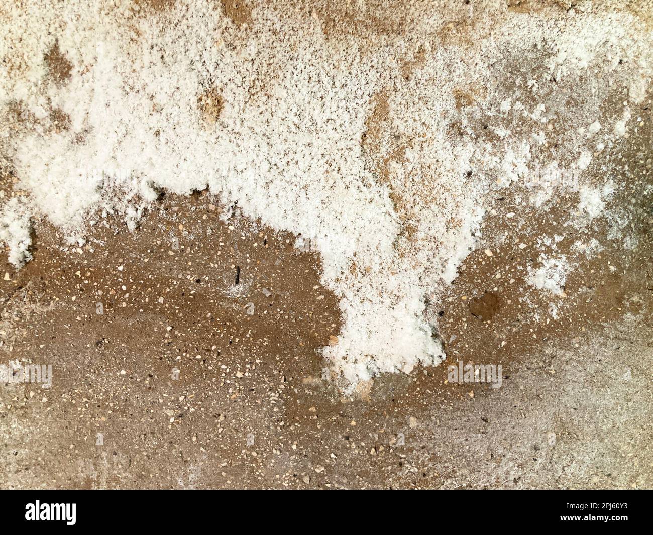 Texture concrete wall with damage and mold Stock Photo - Alamy