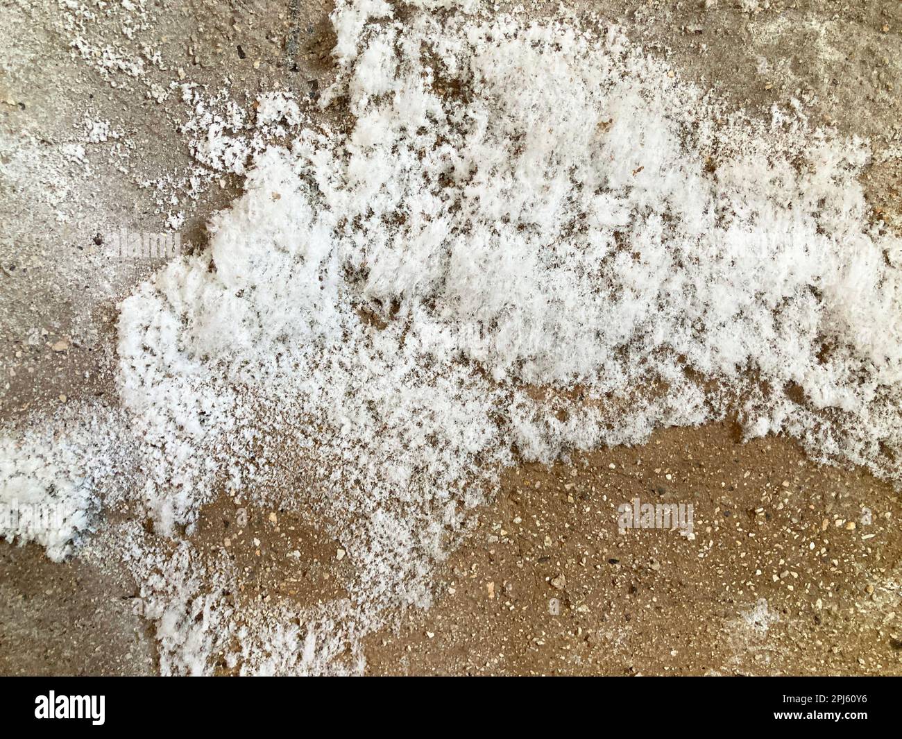 Texture concrete wall with damage and mold Stock Photo - Alamy