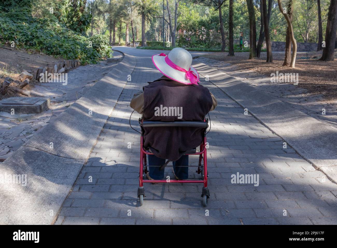 Rear view of a senior adult woman sitting in a walker on a path taking ...