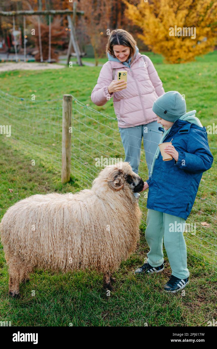 Little caucasian boy feeding ram in a farm. Ram eating grains of cereal ...