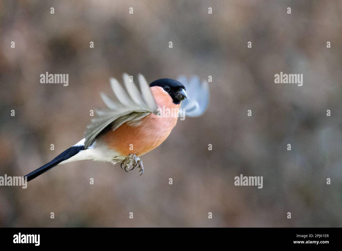 Eurasian Bullfinch (Pyrrhula pyrrhula) in flight with wings wide, brown ...