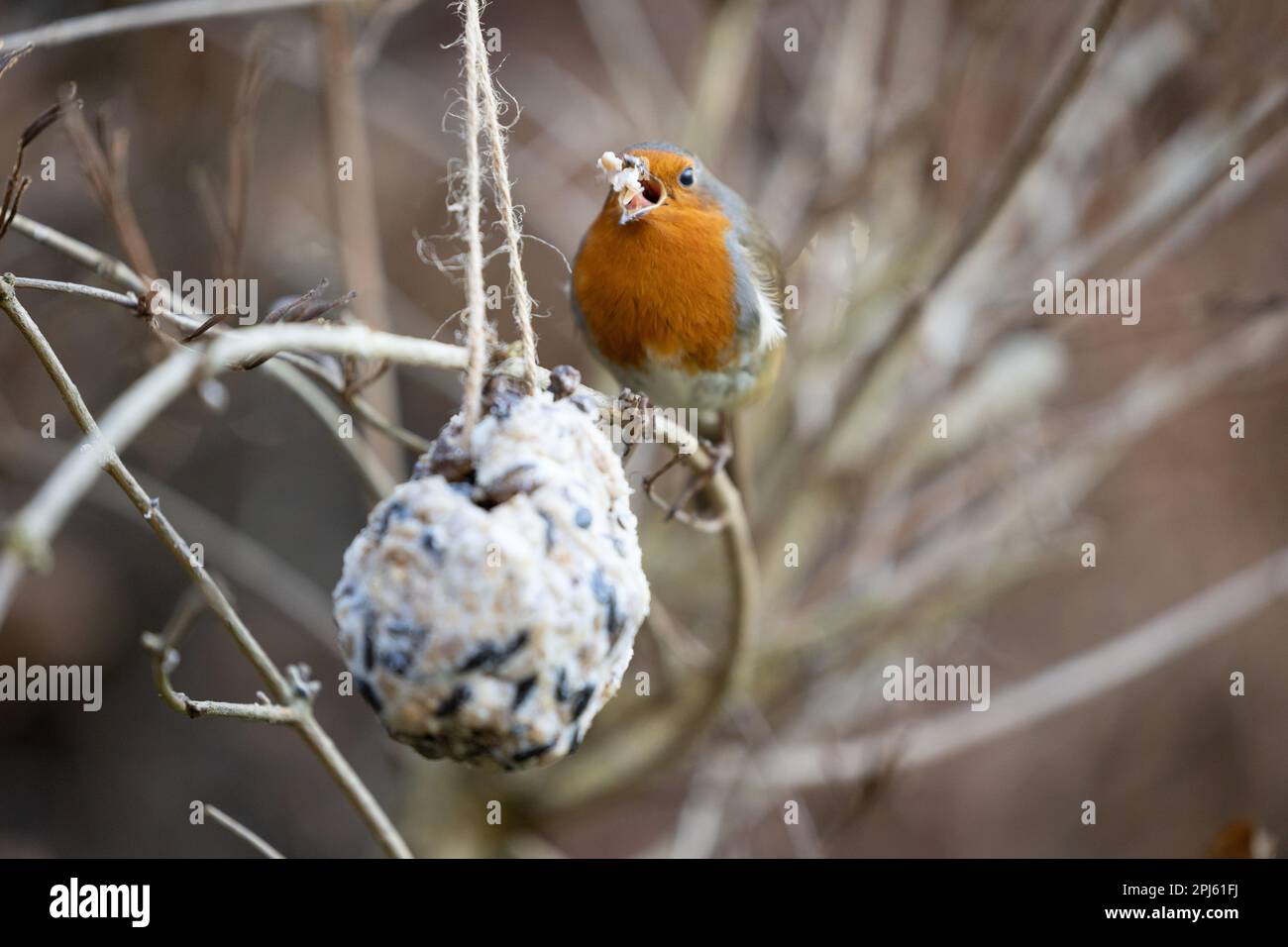 Fat robin hi-res stock photography and images - Alamy