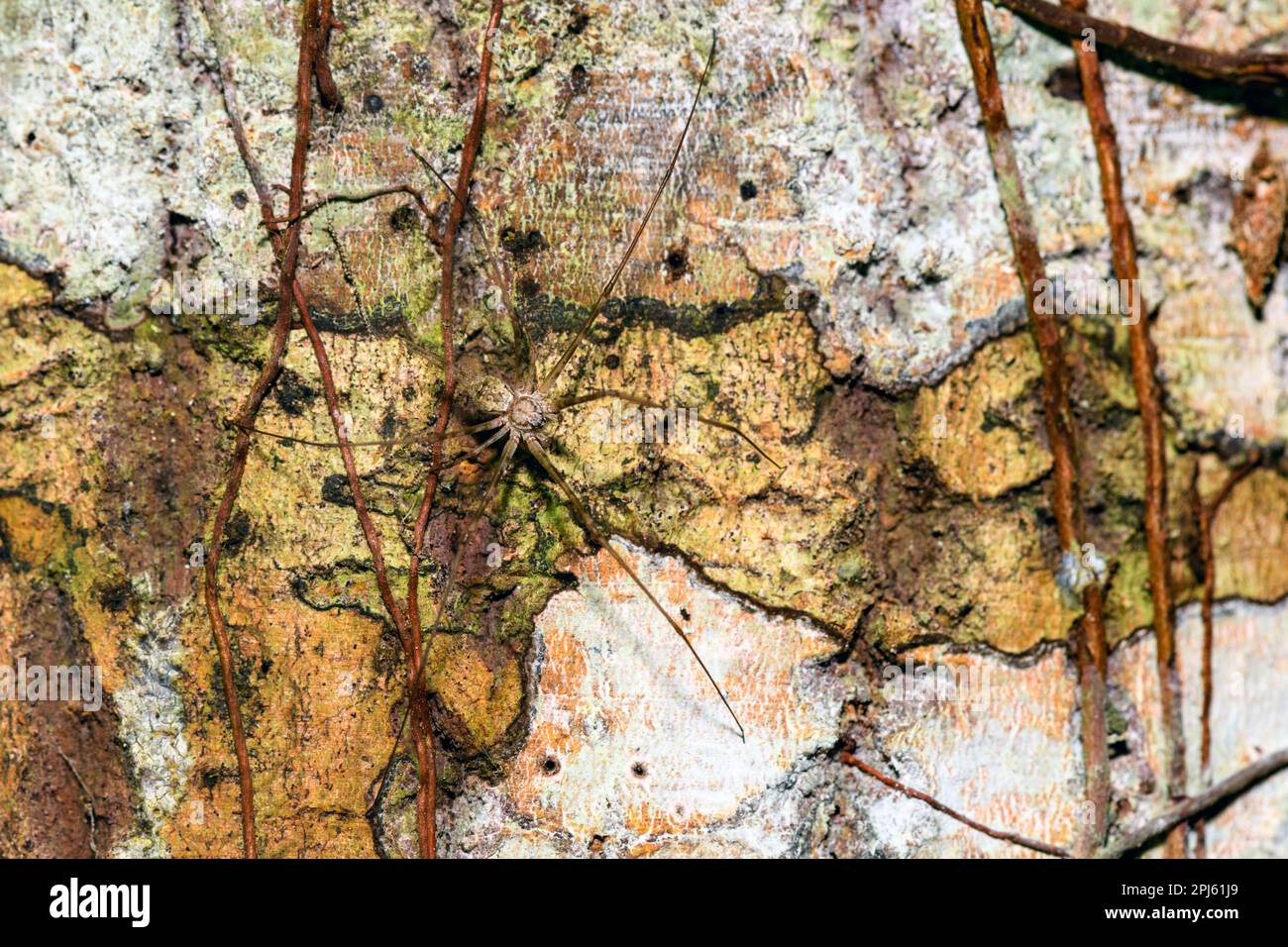Deelemans two tailed spider hi-res stock photography and images - Alamy