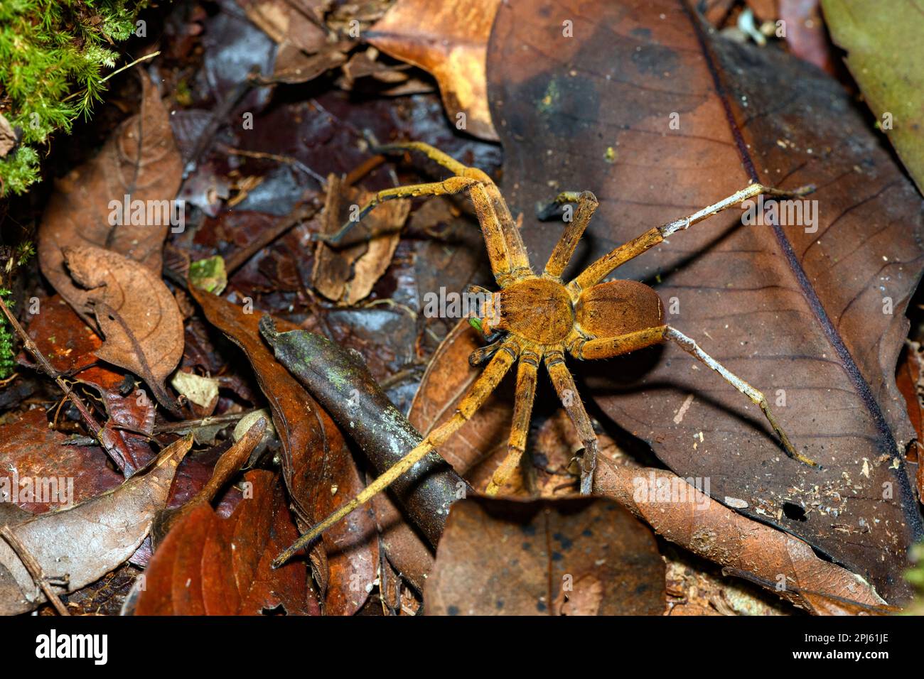Giant orange huntsman (Heteropoda sp.) from Tanju8ng Puting National ...