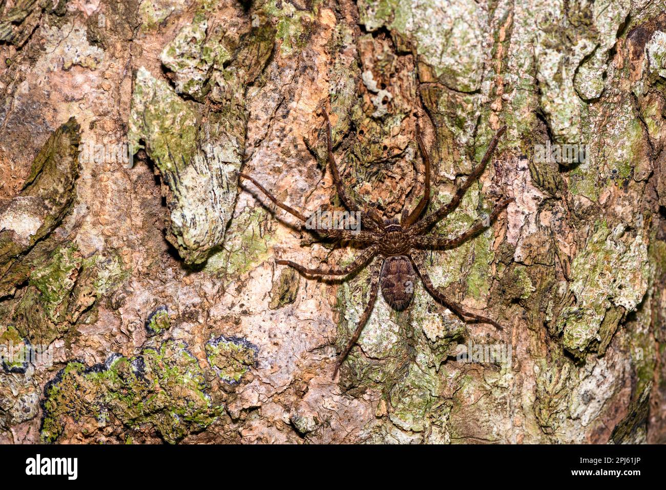 Huntsman spider (Heteropoda sp.) from Komodo Island, Indonesia Stock ...
