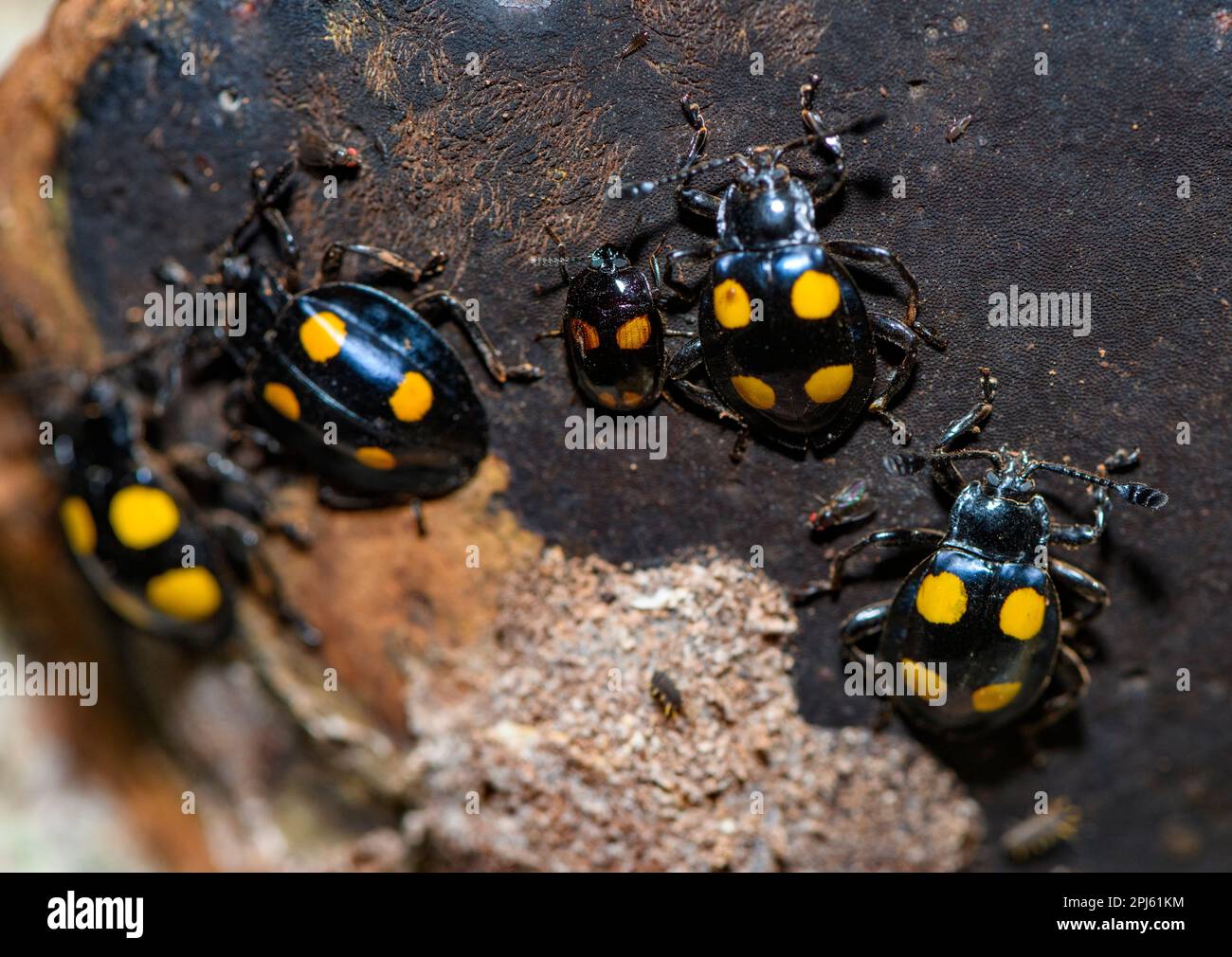 Four-spotted handsome fungus beetles (Eumorphus sp., E. quadriguttatus ...