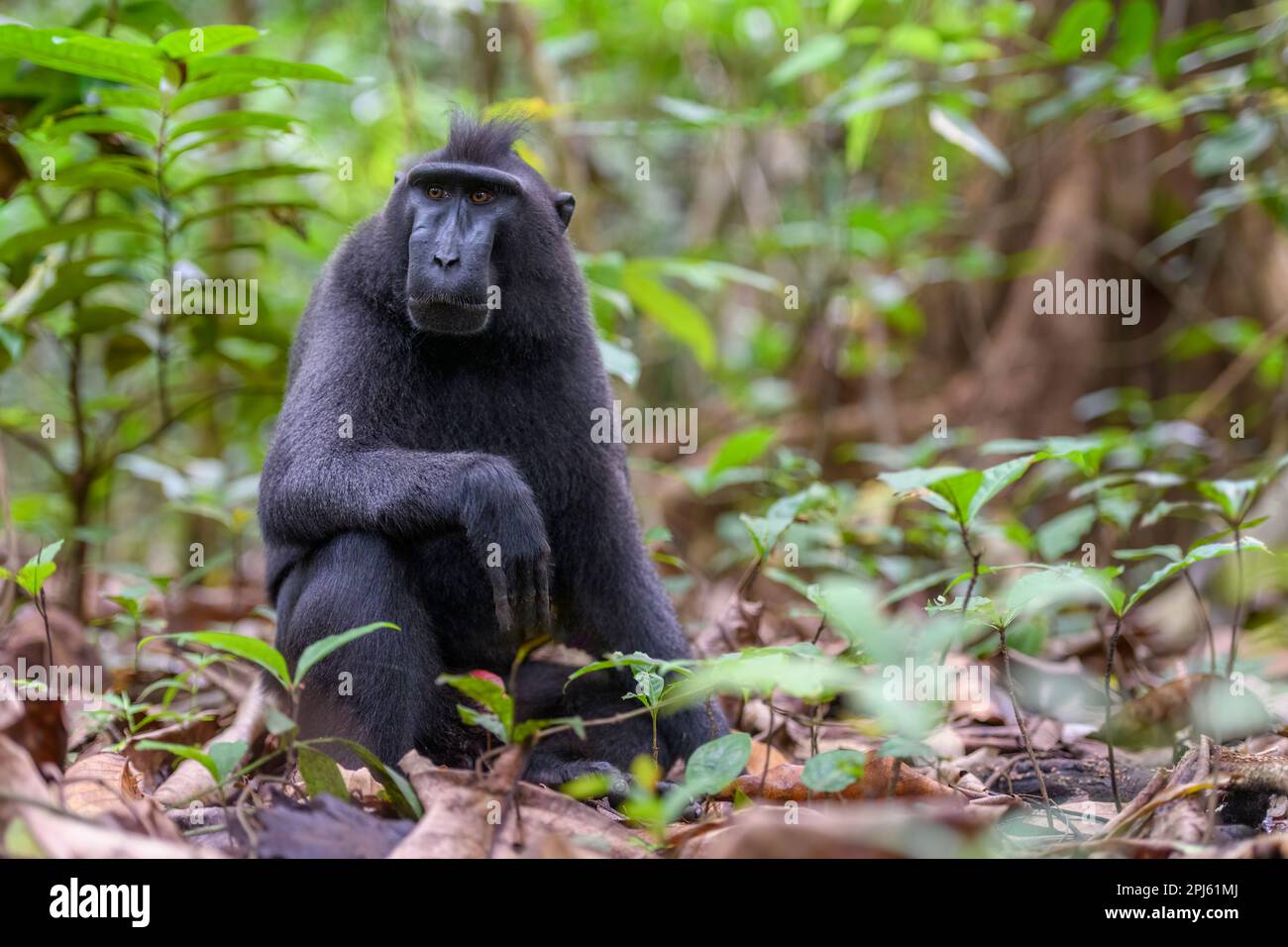 Crested Black Macaque (Macaca nigra) in Tangkoko Nature Reserve, North ...