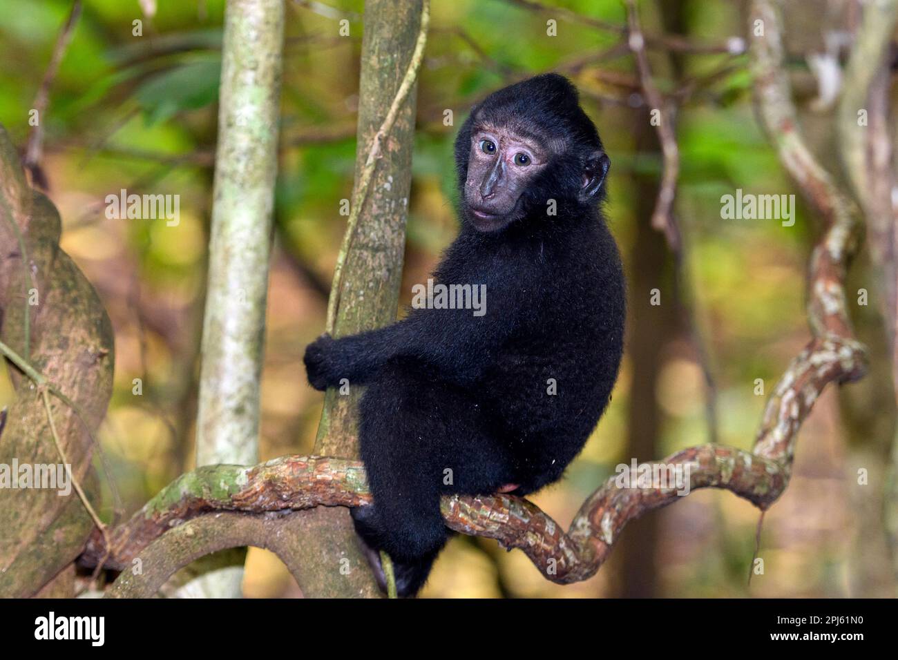 Juvenile cested Black Macaques (Macaca nigra) in Tangkoko Nature ...