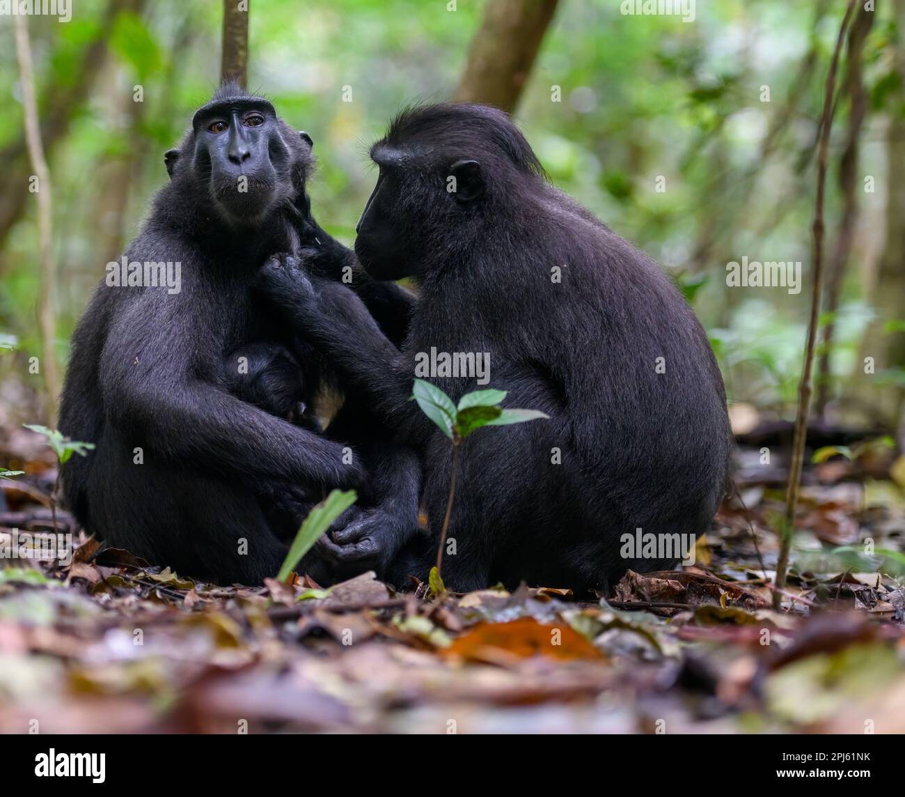 Crested Black Macaques (Macaca nigra) grooming in Tangkoko Nature Reserve, North Sulawesi ...
