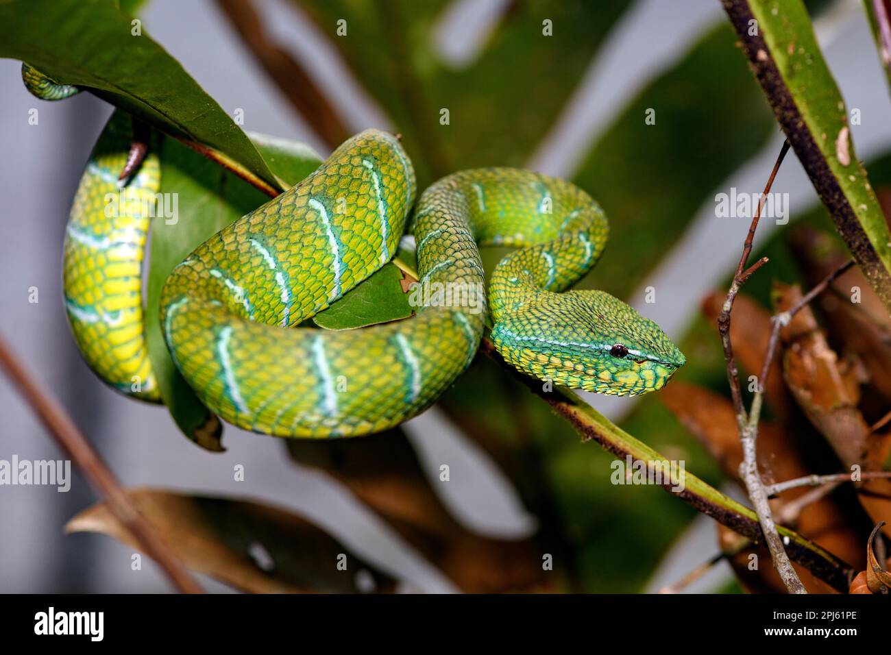 Bornean Keeled Pit Viper (Tropidolaemus subannulatus) from Tanjung ...