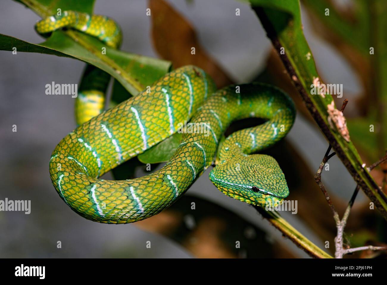 Bornean Keeled Pit Viper (Tropidolaemus subannulatus) from Tanjung ...