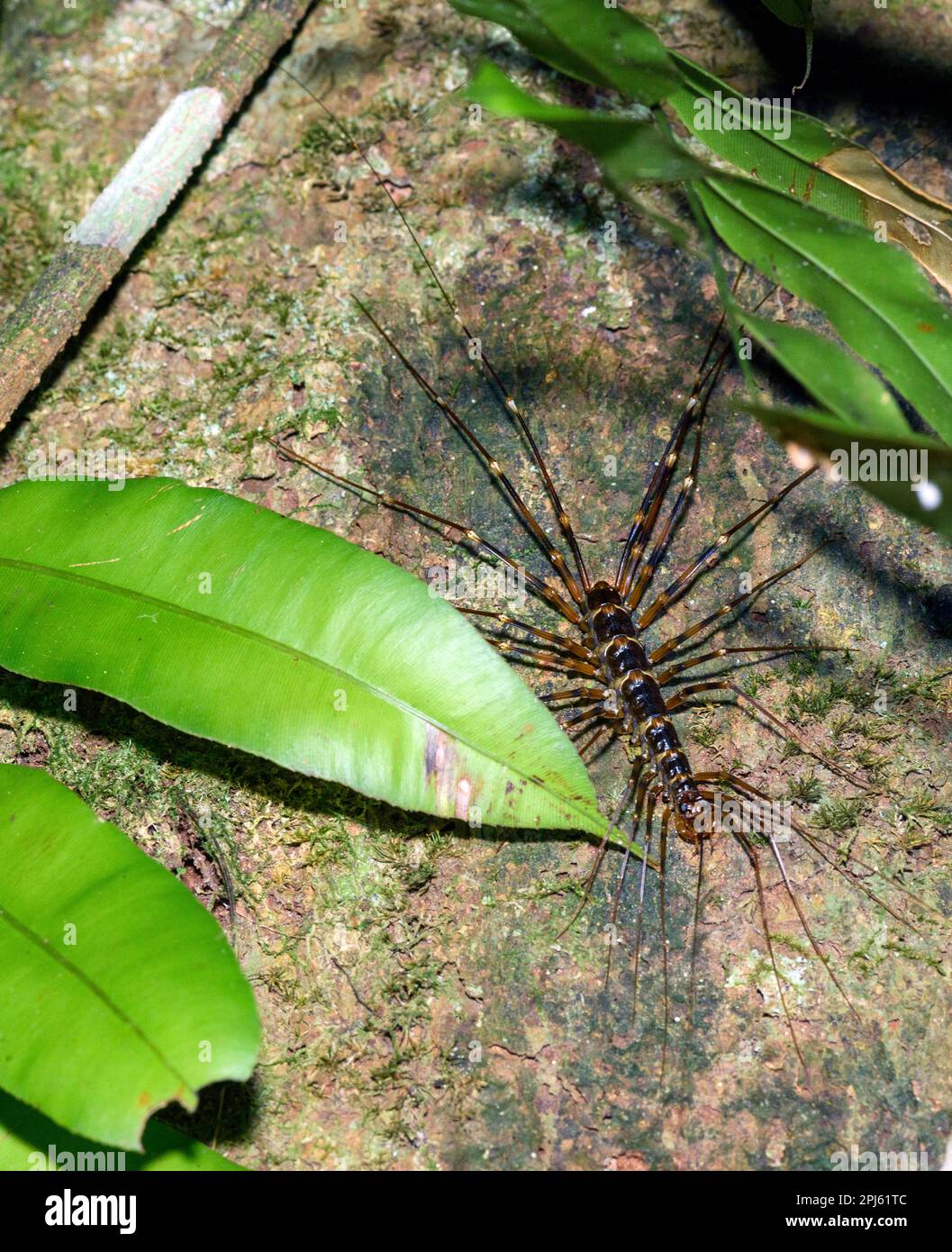 Giant centiped (Scutigera sp.) from Tanjung Puting National Park ...