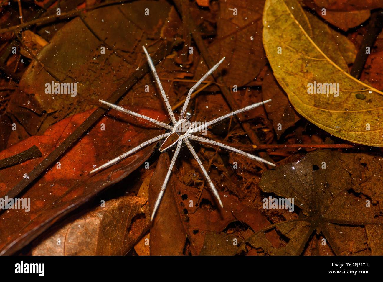 Common White-flanked Water Spider (Nilus albocinctus) from Tamnjung ...