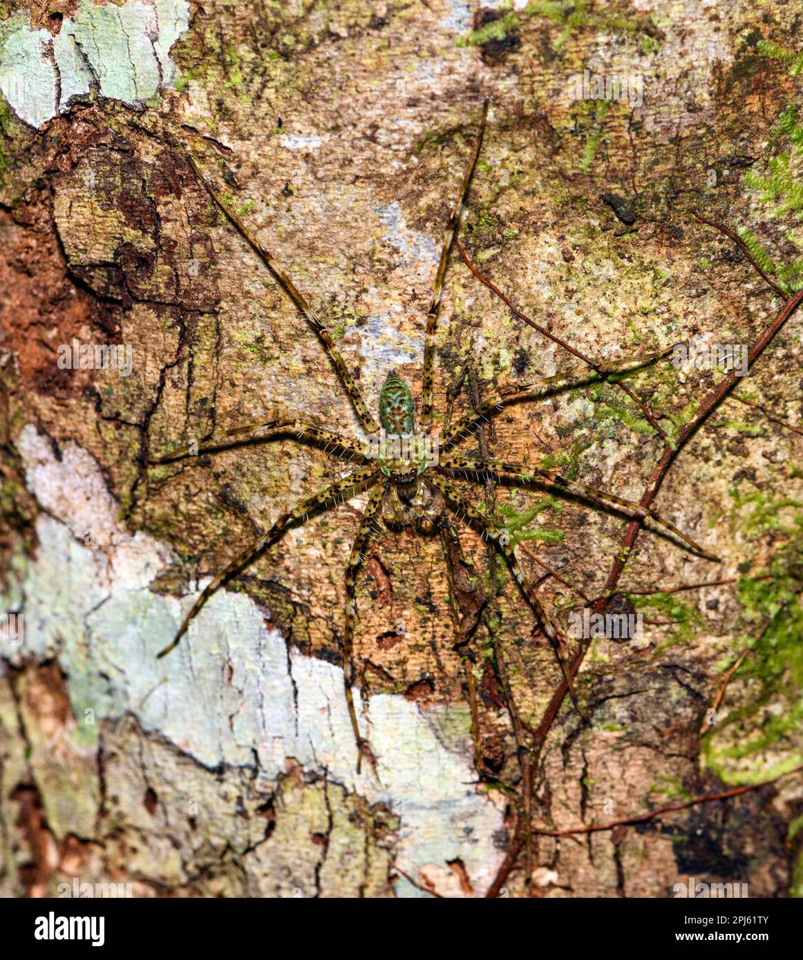Lichen huntsman (Pandercetes sp.) guarding its nest. Photo from Tanjung ...
