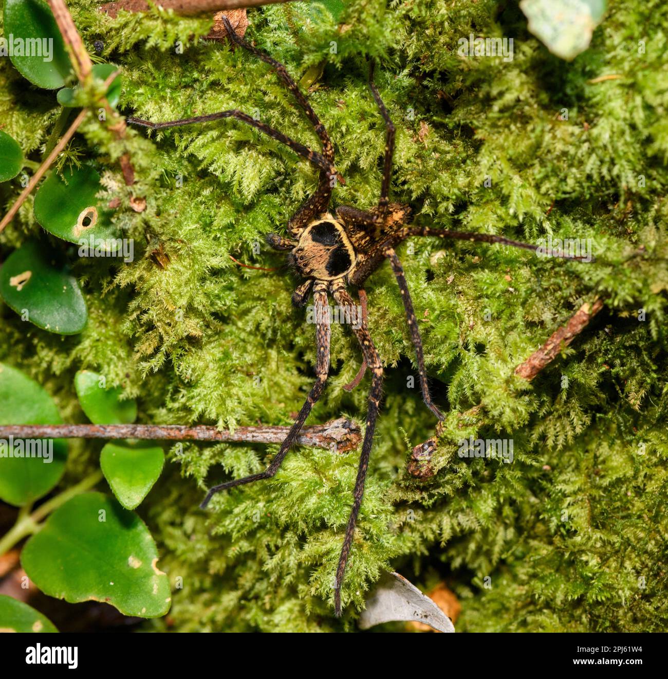 Black-Jaw Huntsman (Heteropoda tetrica, male) from Tanjung Puting ...