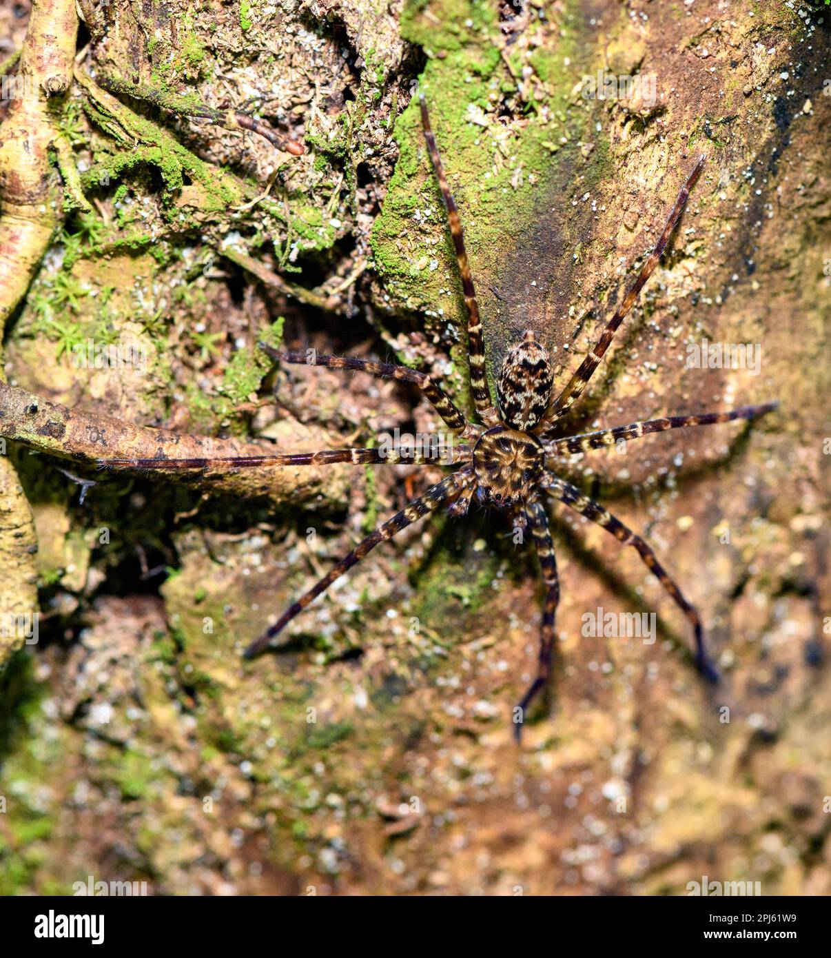 Huntsman spider (Heteropoda sp.) from Tanjung Puting National Park ...
