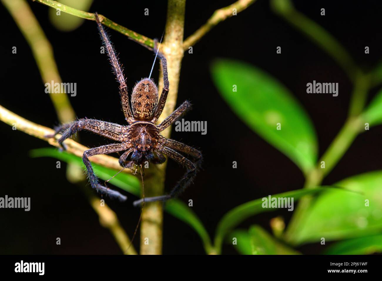 Black-Jaw Huntsman (Heteropoda tetrica, female) from Tanjung Puting ...