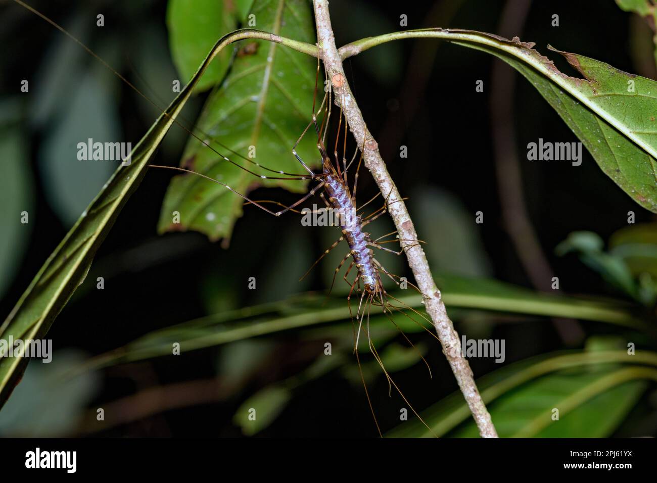 Giant centiped (Scutigera sp.) from Tanjung Puting National Park ...