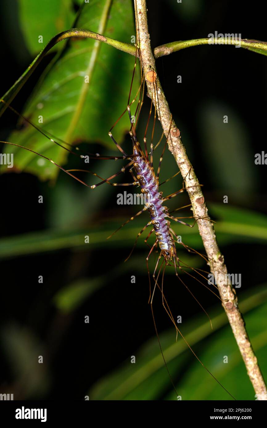 Giant scutigera centipede hi-res stock photography and images - Alamy