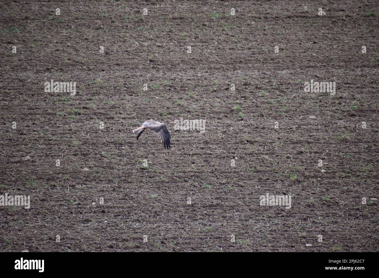 falcon hunting on the fields Stock Photo - Alamy