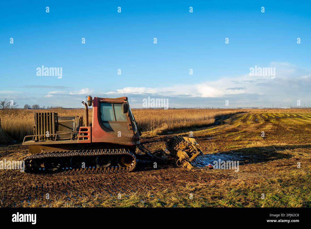 Caterpillar machine to mow and collect reed in a swamp Stock Photo - Alamy