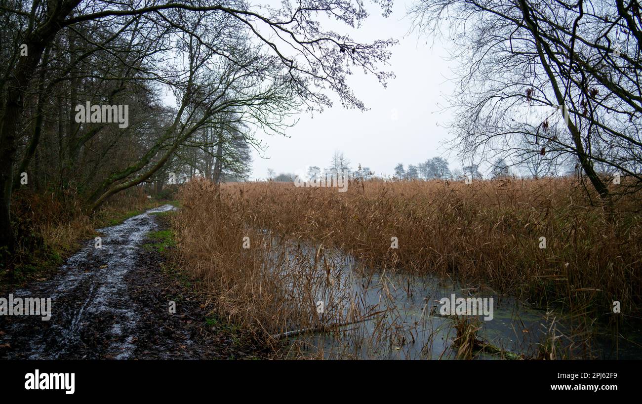 Winter landscape in a nature reserve in the Netherlands Stock Photo - Alamy