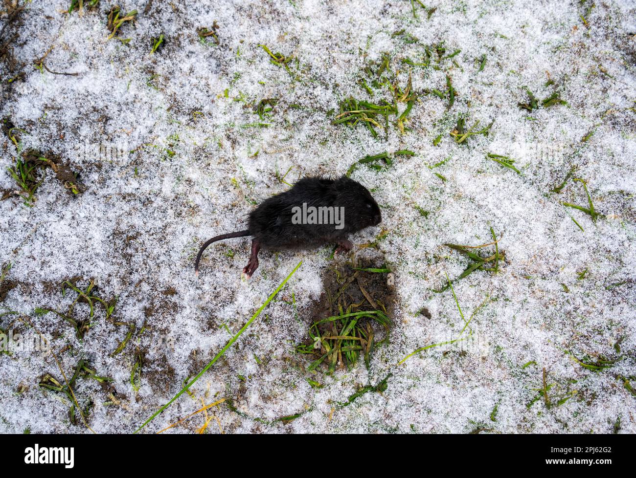 Dead body water hi-res stock photography and images - Alamy