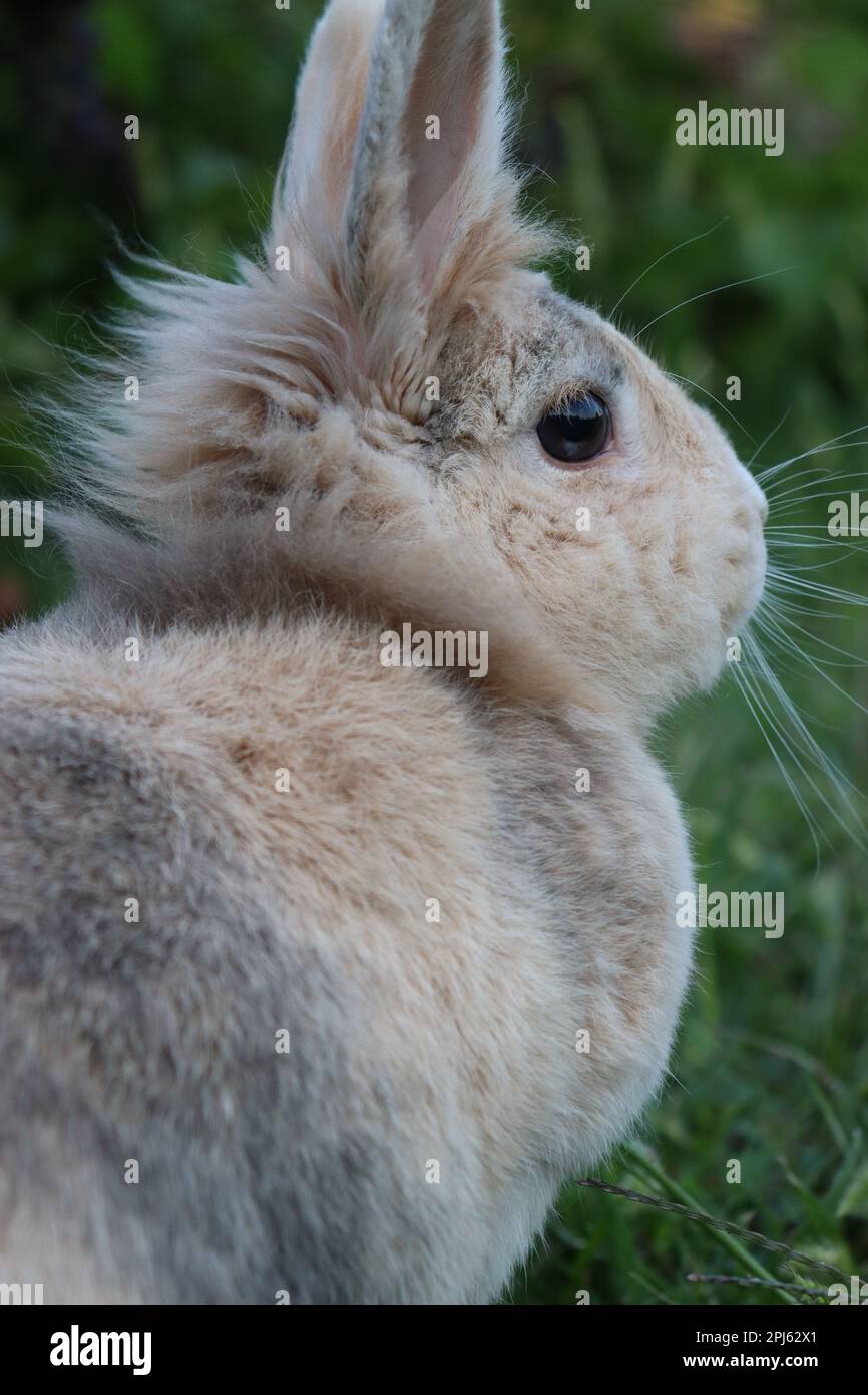 A close up of a rabbit in a lush grassy field, looking up with its head ...
