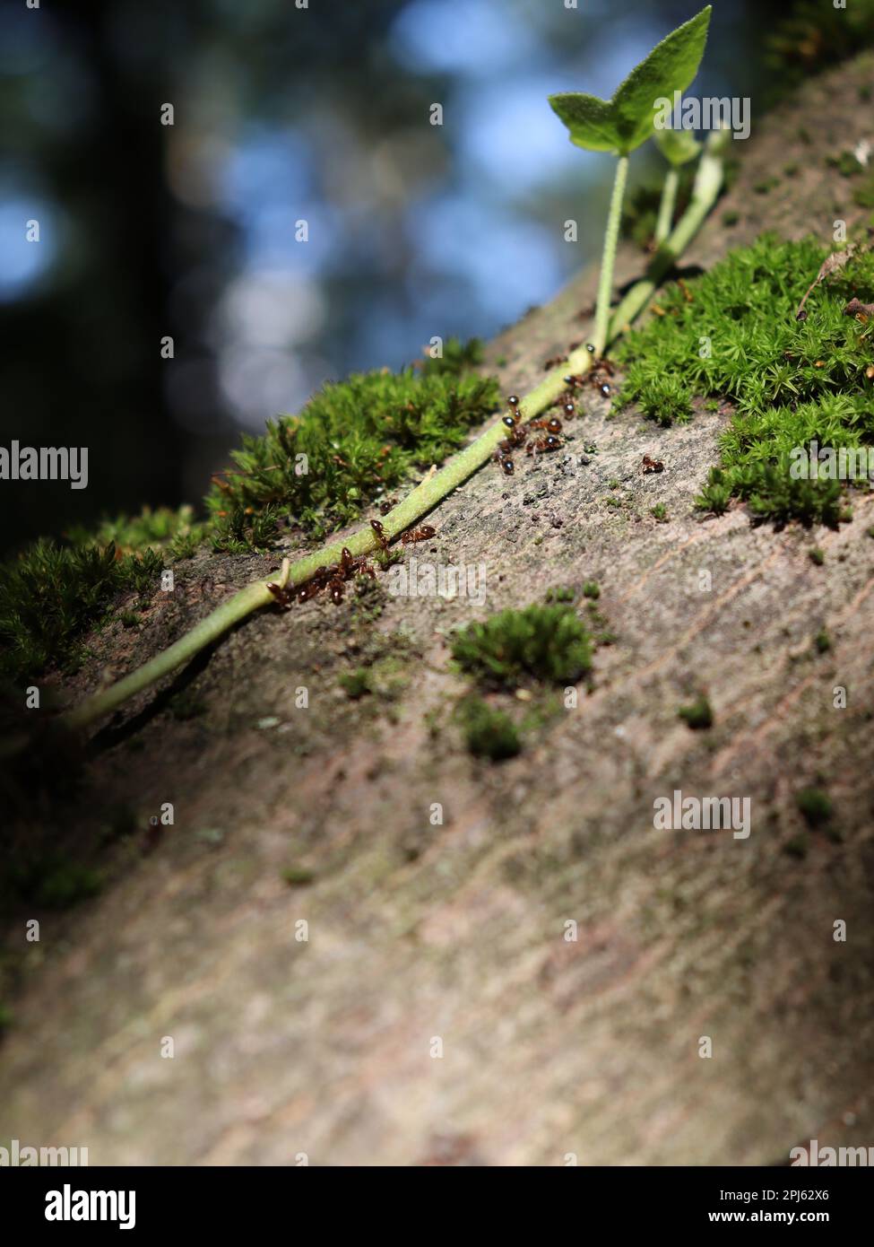 A ggroup of ants carrying a large green leafy plant illuminated by ...