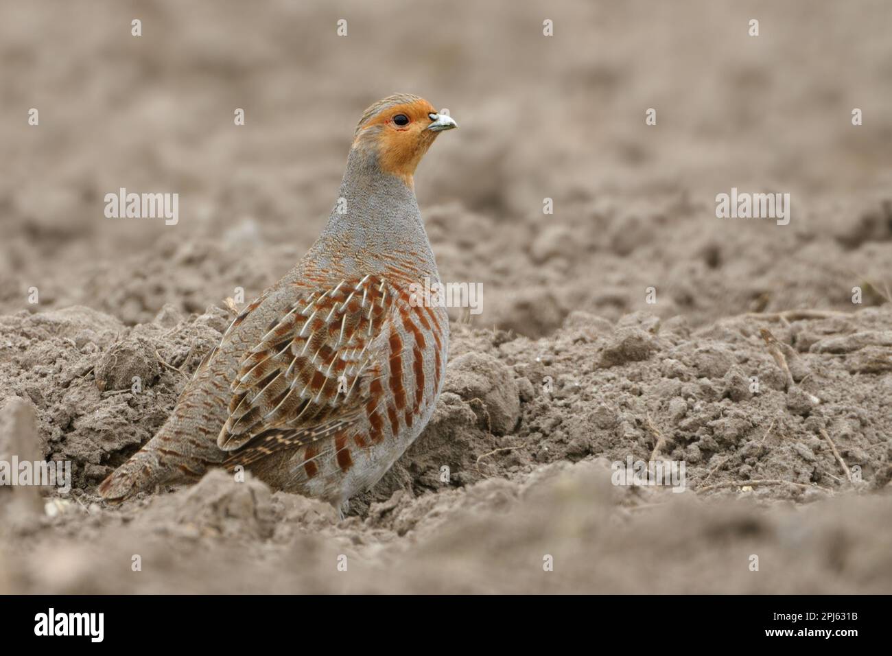 typical field and farmland bird... Partridge ( Perdix perdix ) on a ...