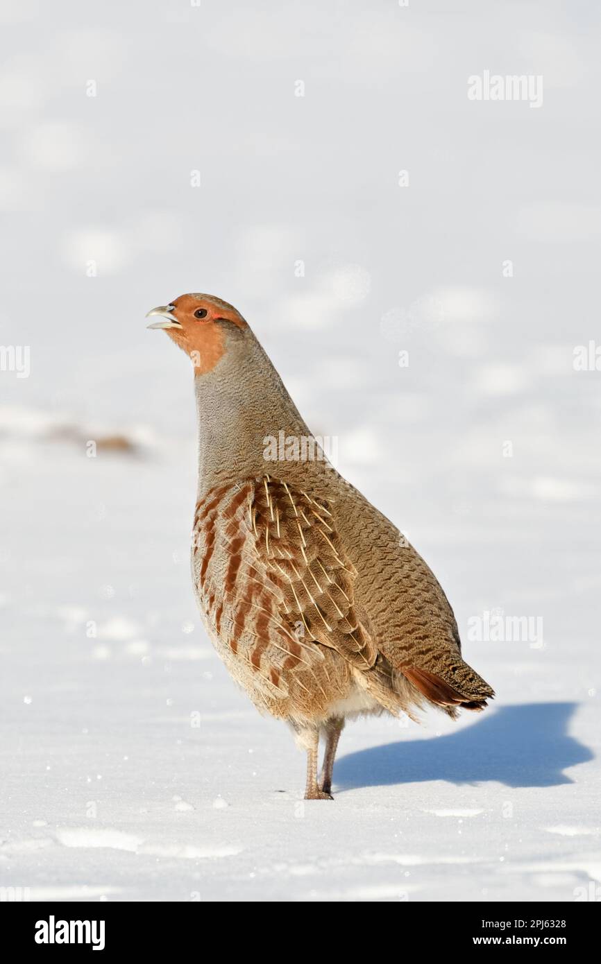 the rooster is watching... Grey partridge ( Perdix perdix ), watchful ...
