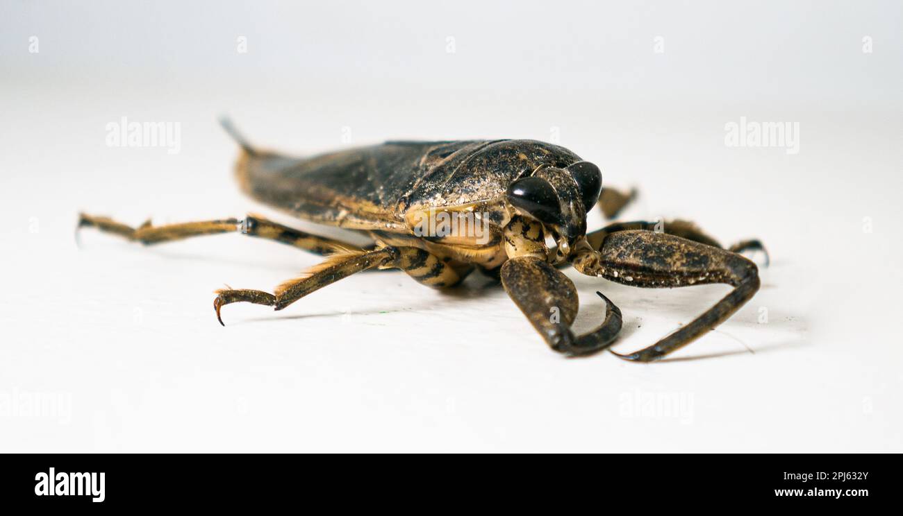 Giant water bug with a bug hi-res stock photography and images - Alamy