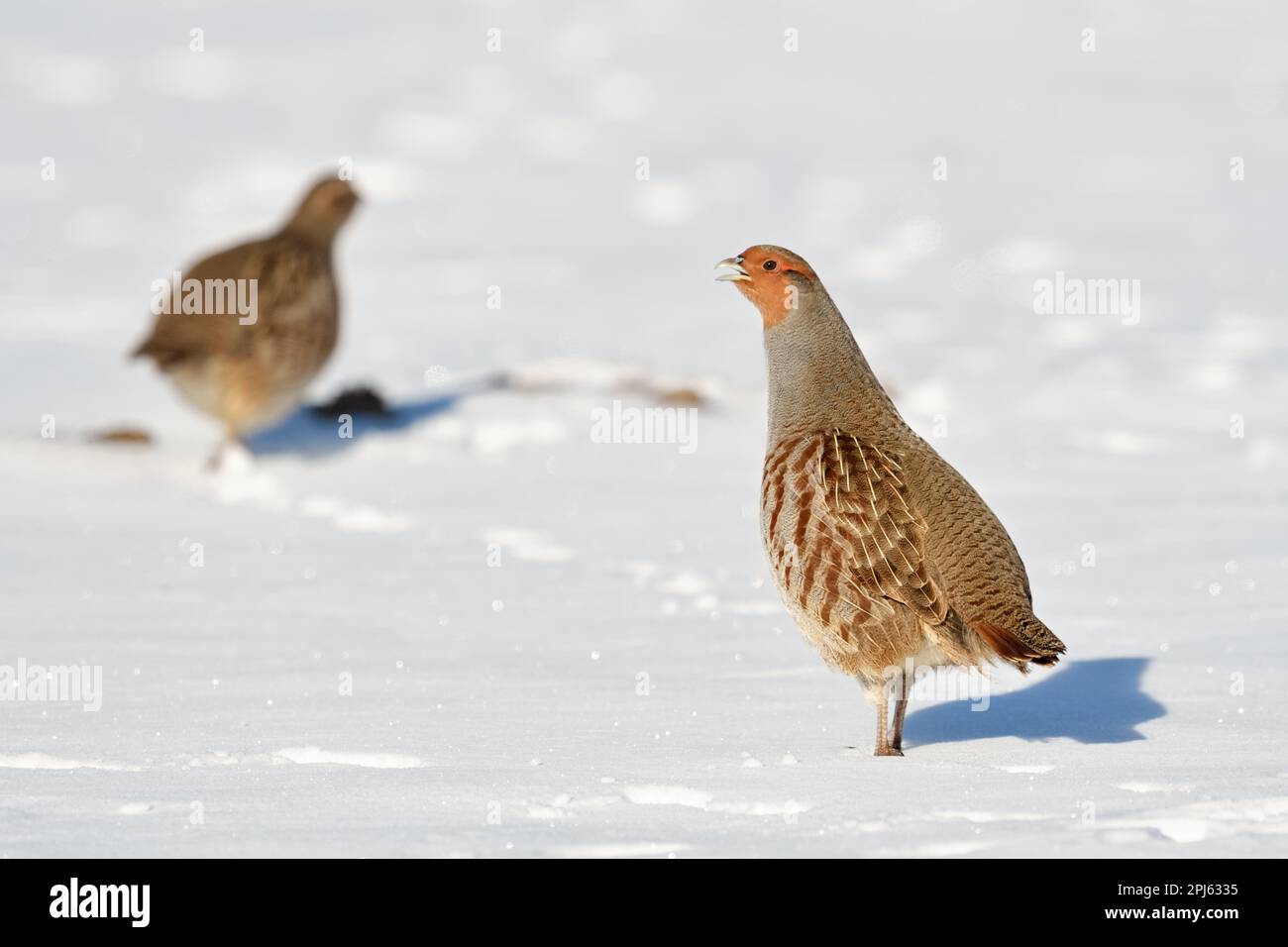 Perdrix pair hi-res stock photography and images - Alamy