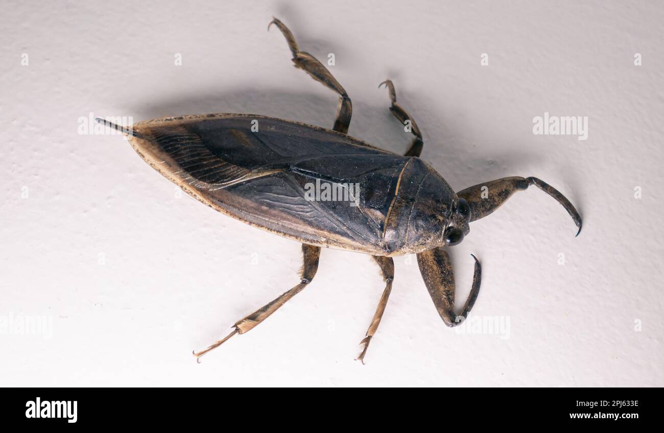 Giant water bug with a bug hi-res stock photography and images - Alamy