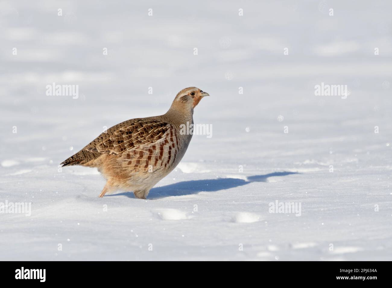 in deep snow... Grey partridge ( Perdix perdix ), partridge hen crosses ...