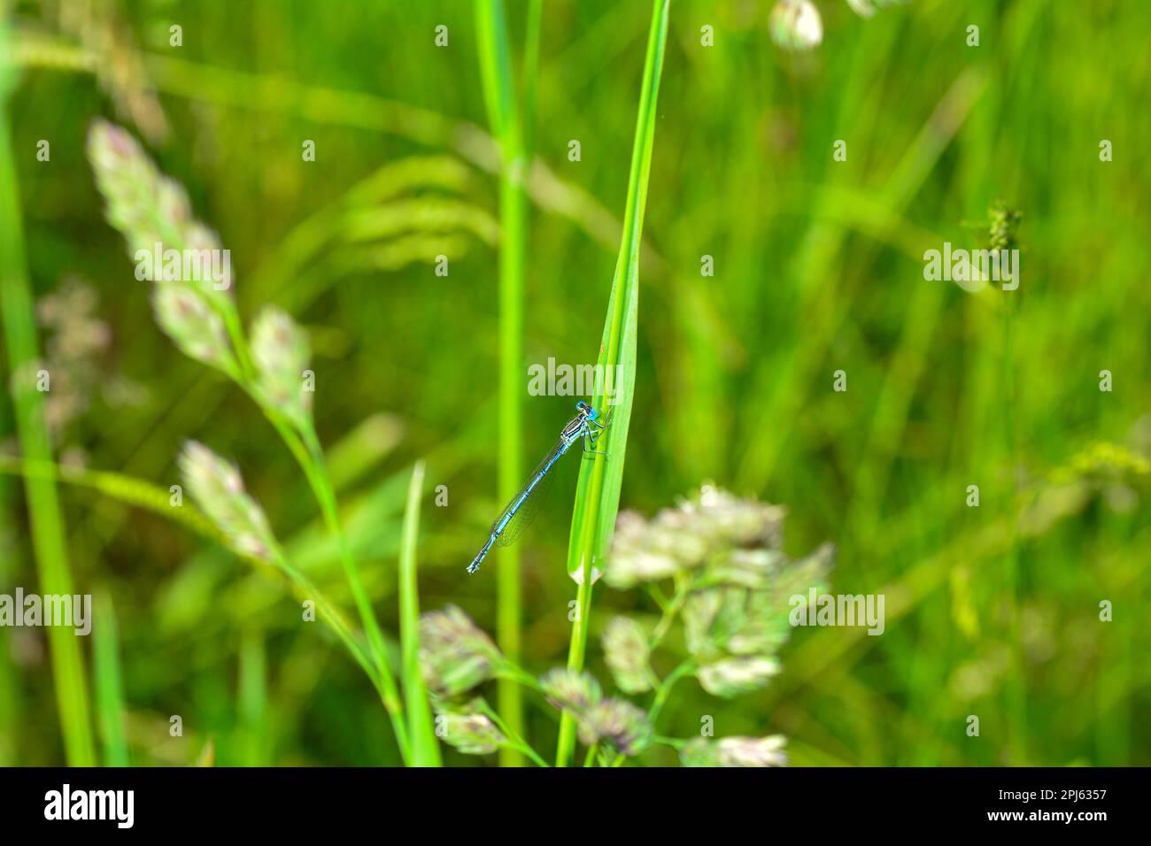 Common damselfly ( Platycnemis pennipes ) on a blade of grass Stock ...