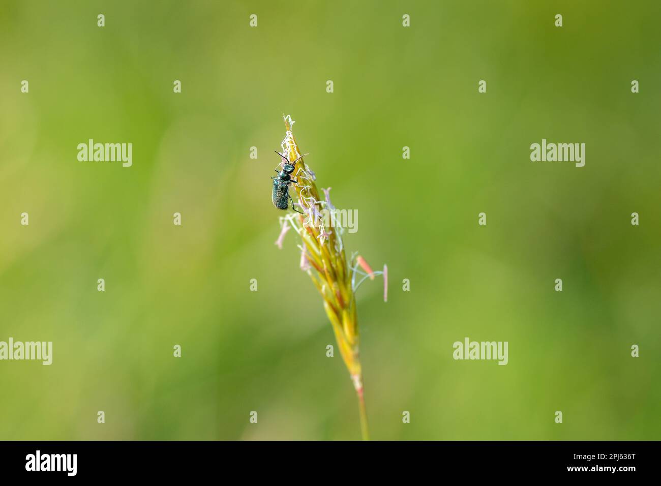 Two-spot wart beetle ( Malachius bipustulatus ) on a plant in green ...