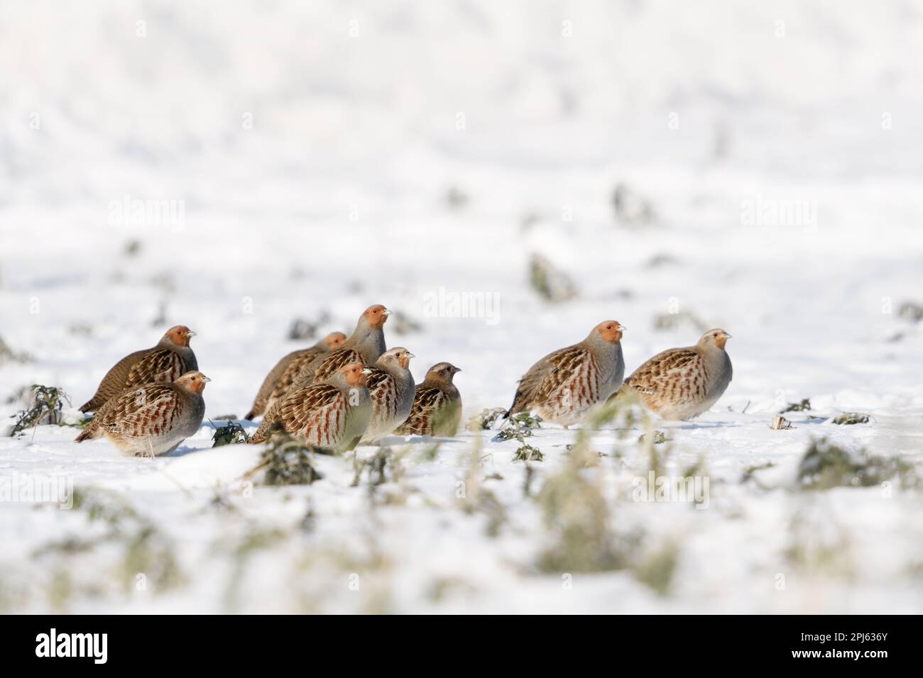 Rebhuhnkette hi-res stock photography and images - Alamy