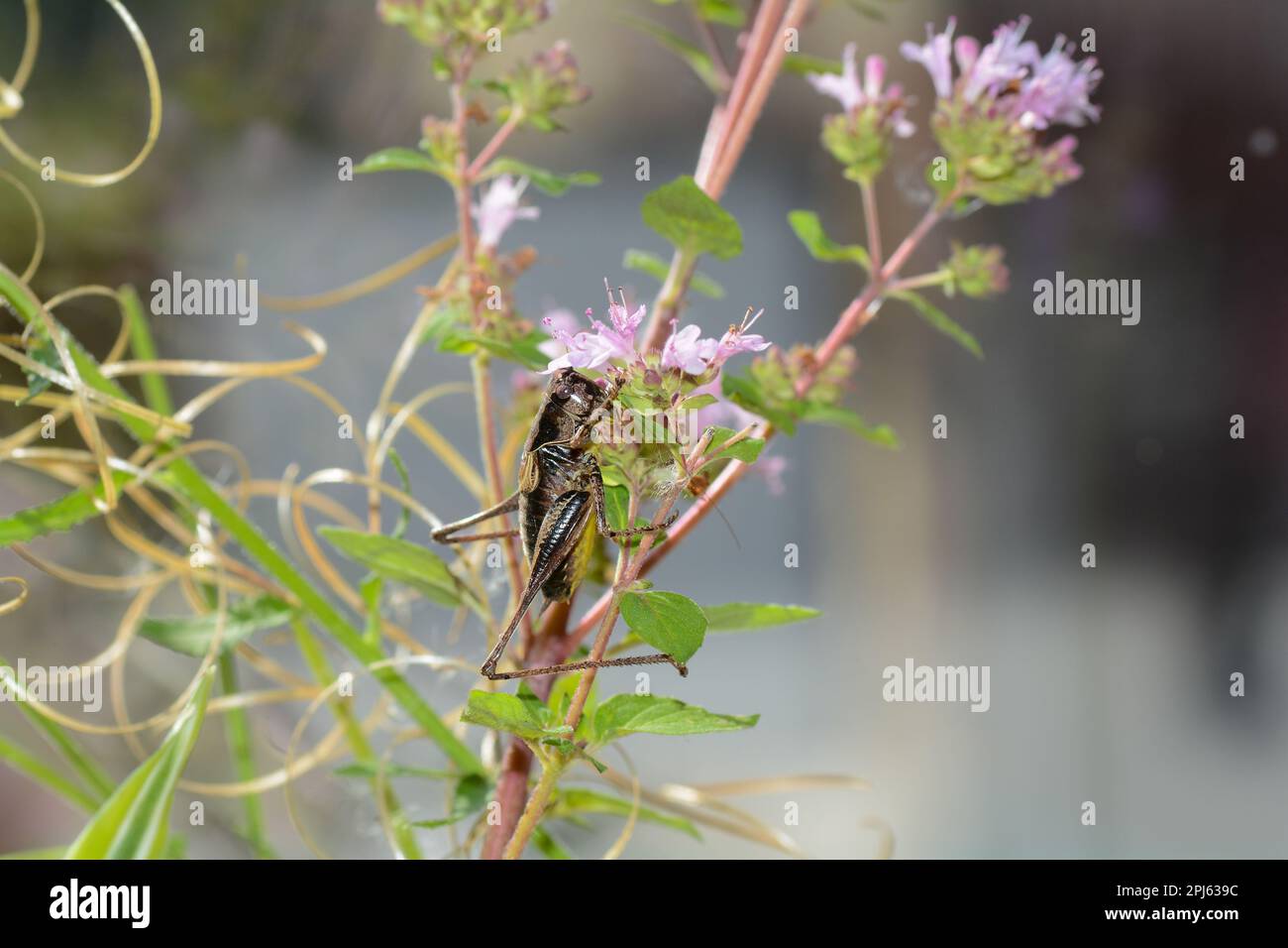 Common bush cricket ( Pholidoptera griseoaptera ) on a plant Stock ...