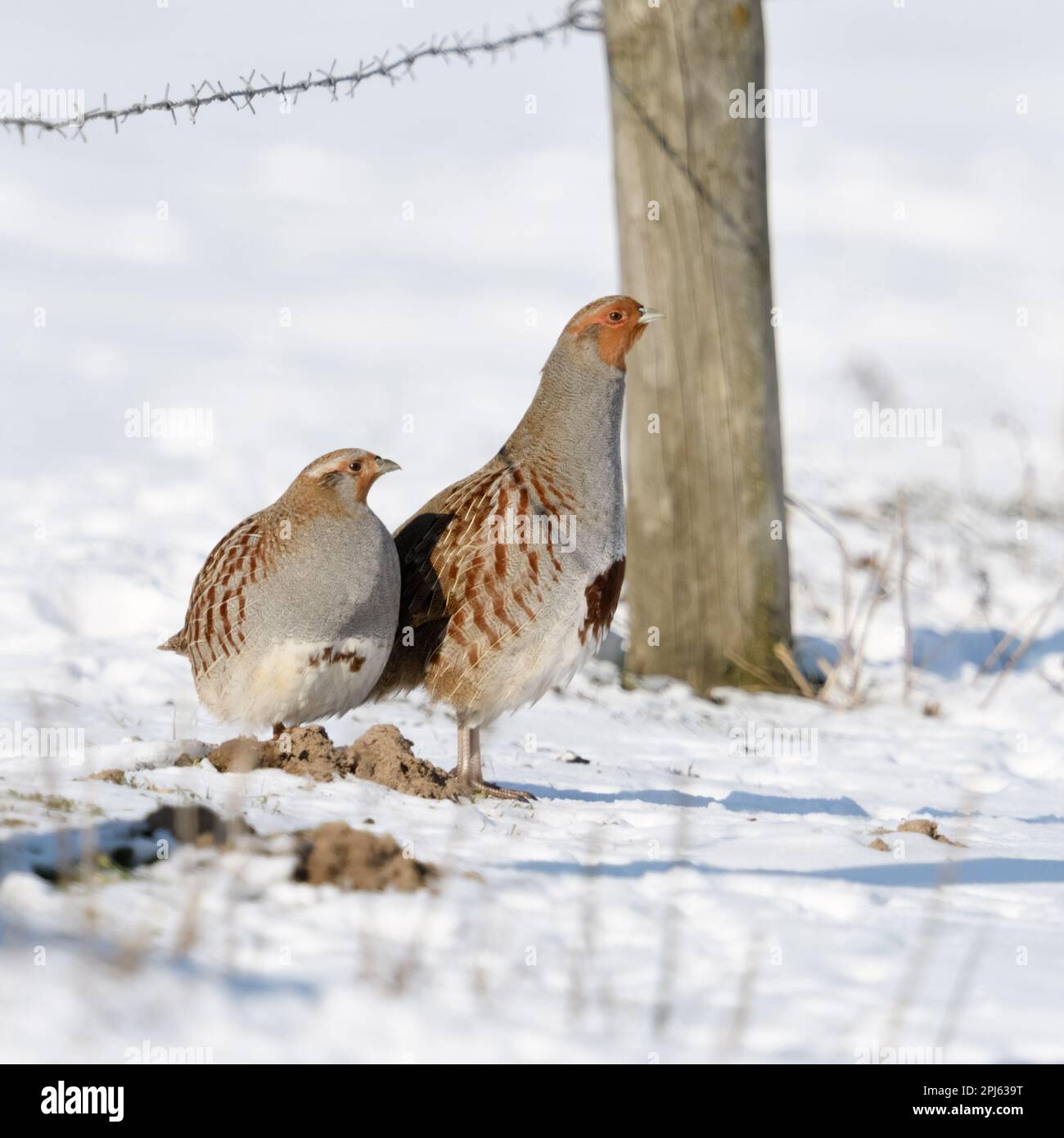 Unterscheidungsmerkmale hi-res stock photography and images - Alamy