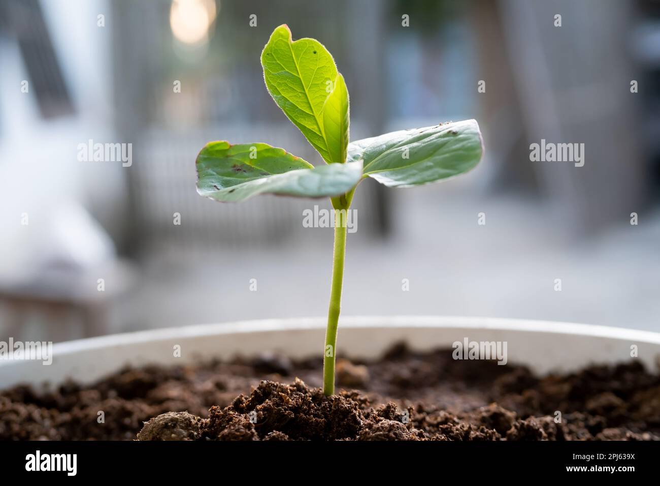 Seedlings (Terminalia Catappa) begin to grow in fertile soil. grow from ...