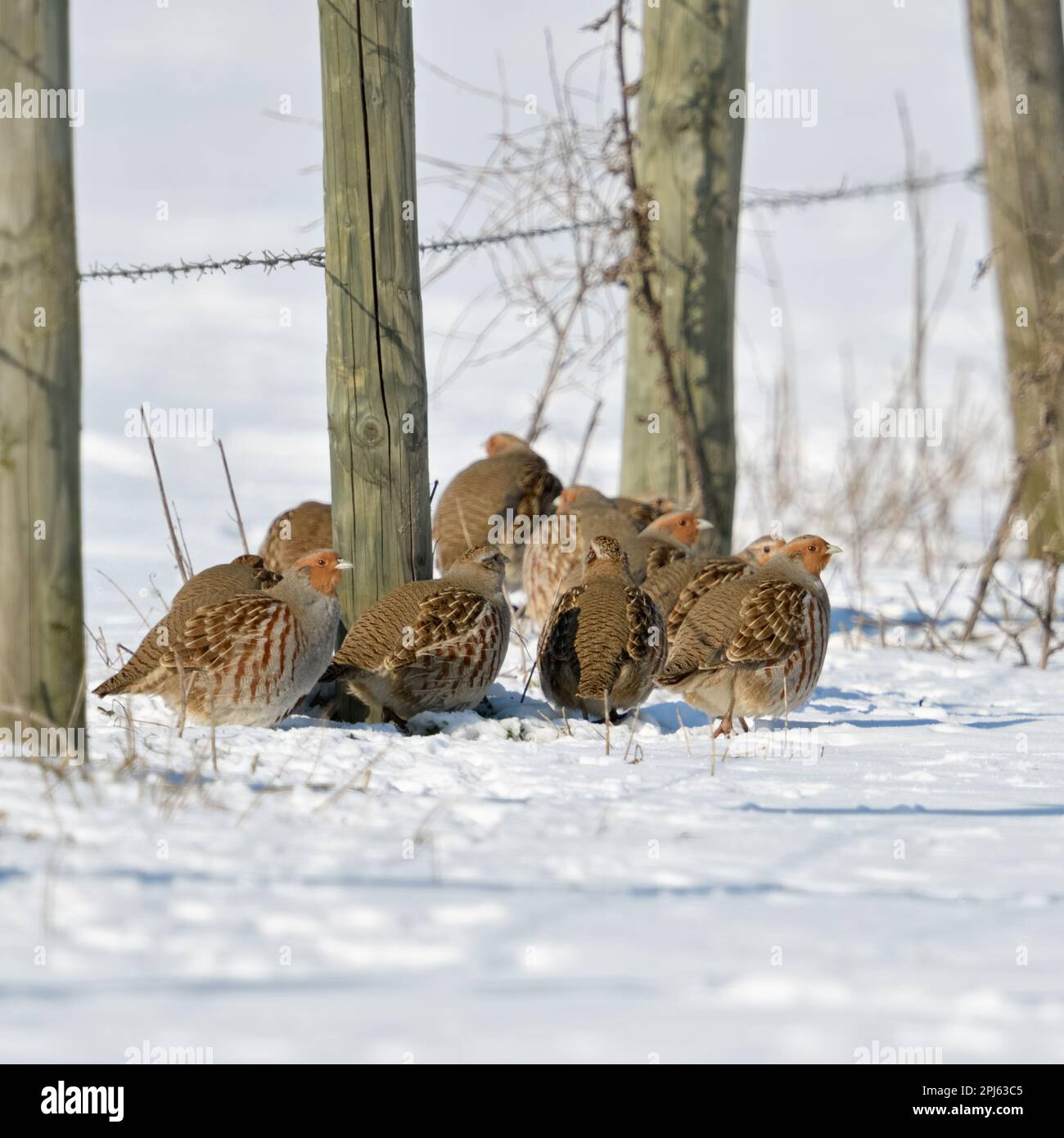 Cohesion... Grey partridge ( Perdix perdix ), partridge chain, some ...