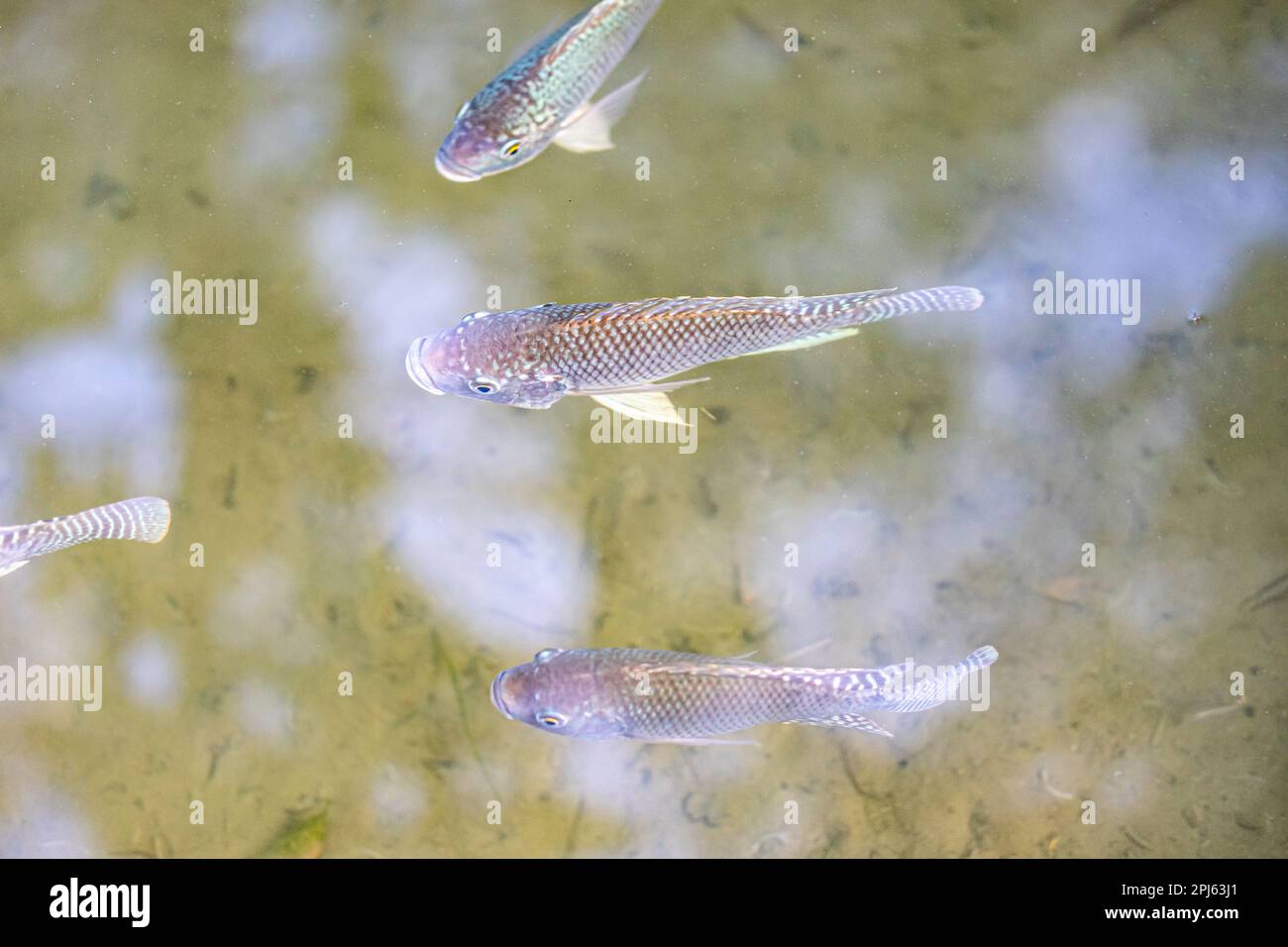 Pond with transparent water with three fishes swimming and seeing ...