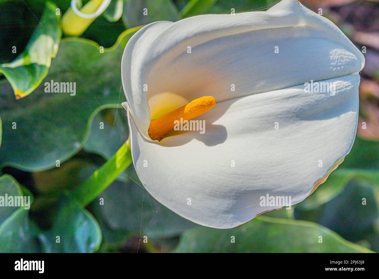 Close-up of inflorescence and spathe of the flower of Zantedeschia ...