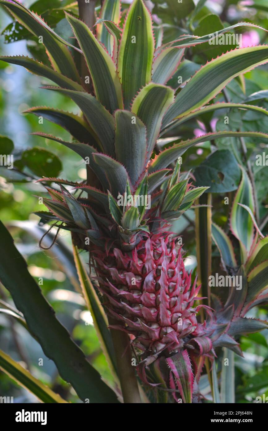 Bangladeshi seasonal fruit Stock Photo - Alamy