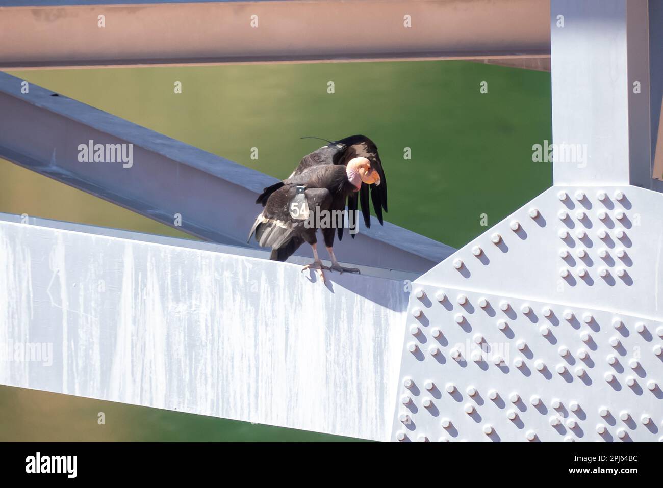 Arizona: a Californian Condor (number 54) on the Navajo Bridge above ...