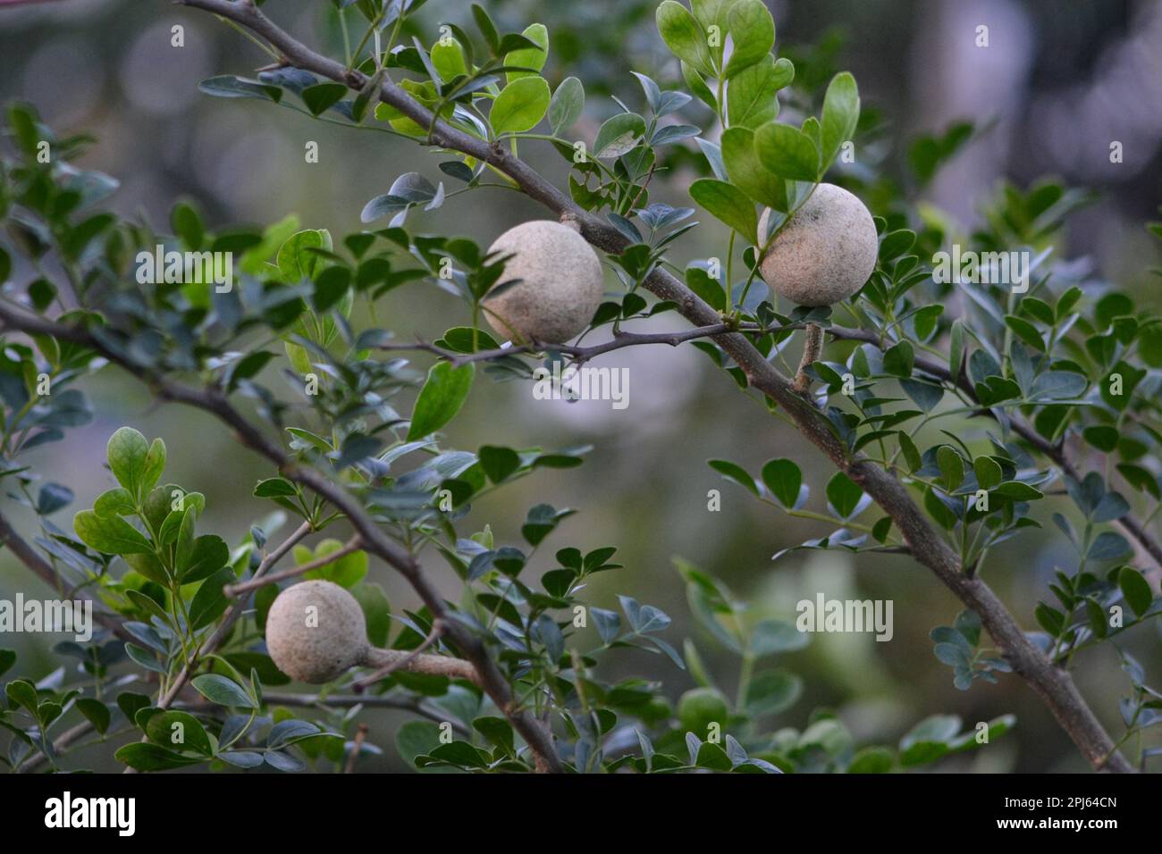 Bangladeshi seasonal fruit Stock Photo - Alamy