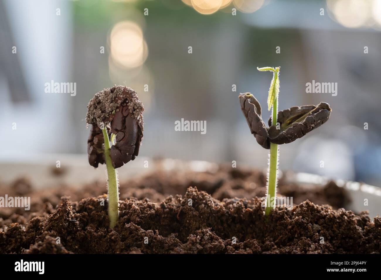 Cocoa tree sprout hi-res stock photography and images - Alamy